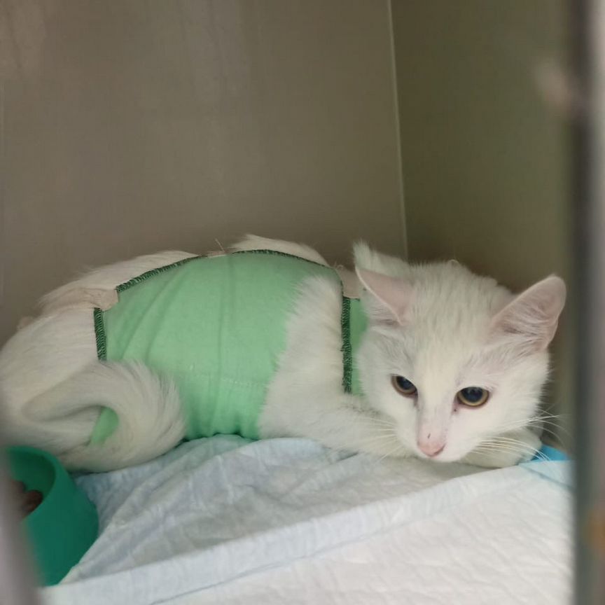 Кошка в добрые руки