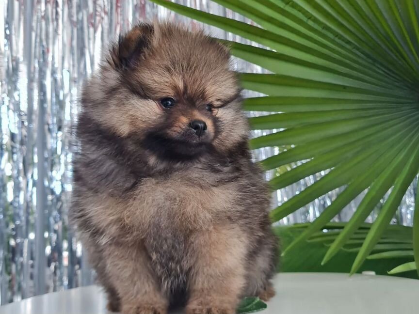 Померанский шпиц