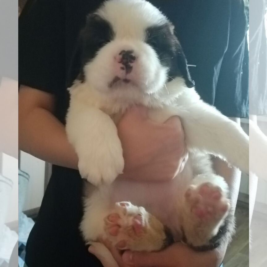 Сенбернарчики