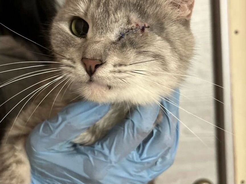 Кошка (стерелизована) (прочтите описание)