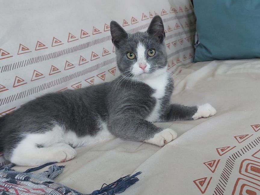 Котенок Тишка в добрые руки