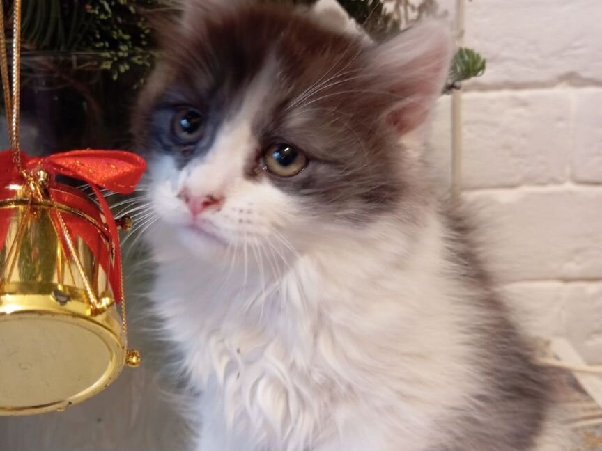 Отдам в добрые руки котенка