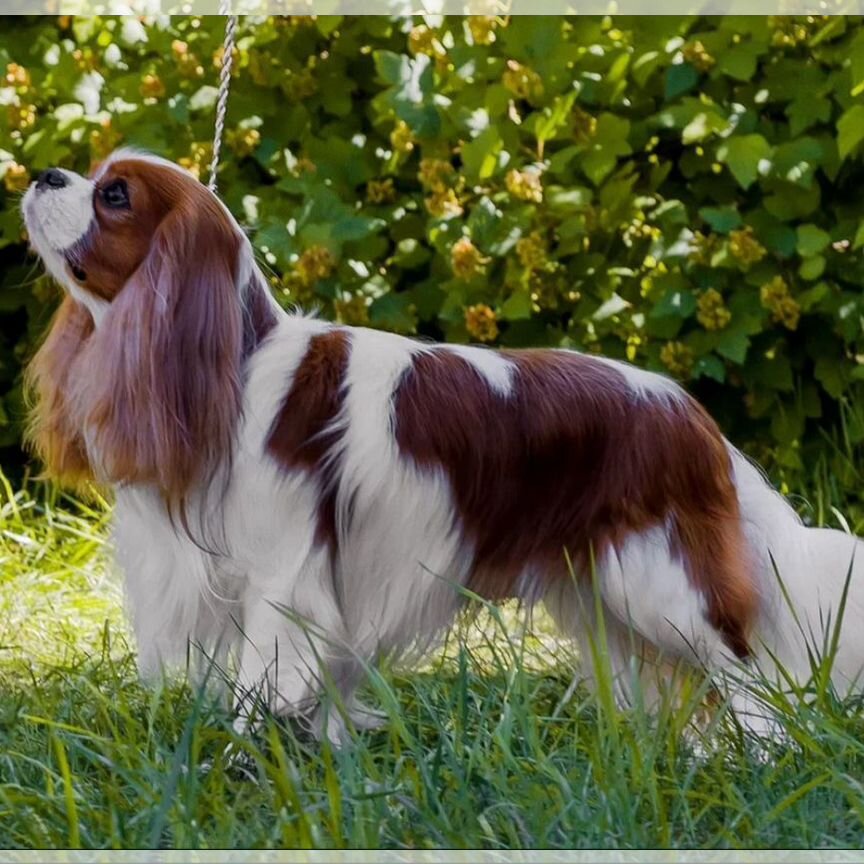 Кавалер кинг-чарльз-спаниель, взрослая собака