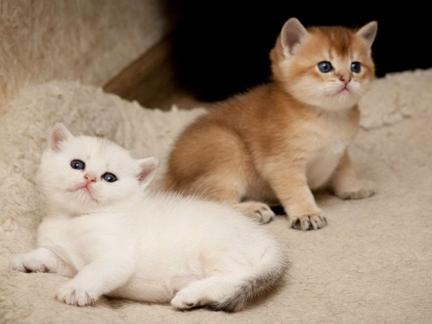 Серебристые и золотые шиншиллы