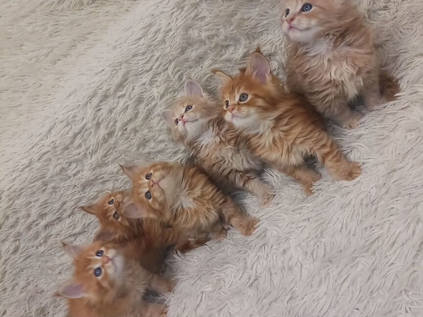 Продам котят Мейн-кун