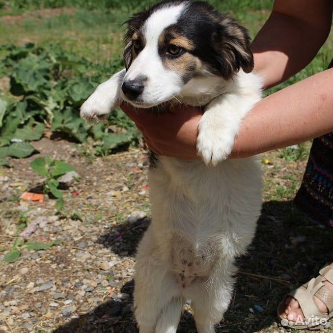 Щенок Ляля в добрые руки