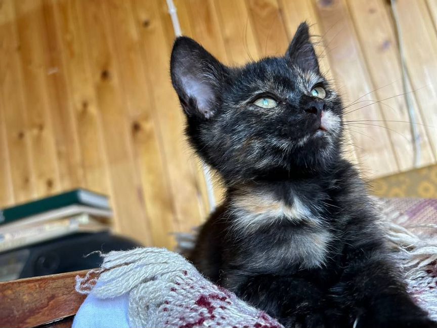 Котенок 3 месяца
