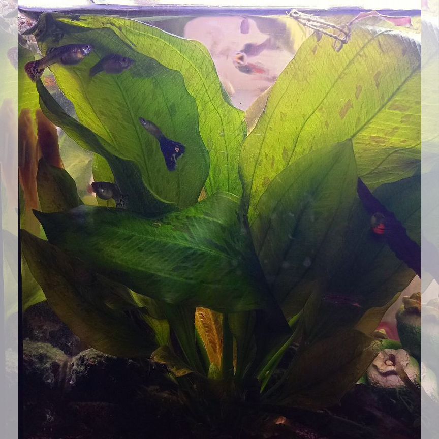 Эхинодорус Оцелот