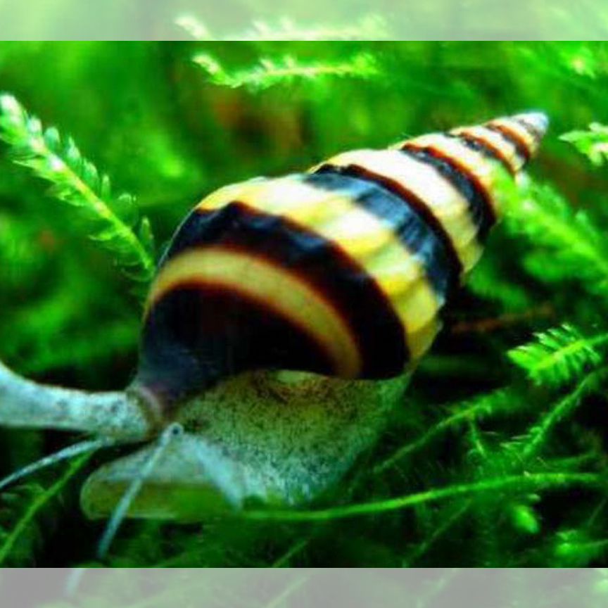 Хищная улитка хелена для аквариума