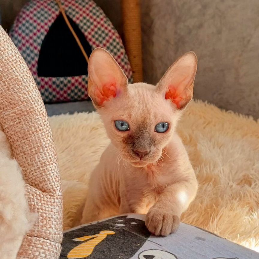 Канадский сфинкс