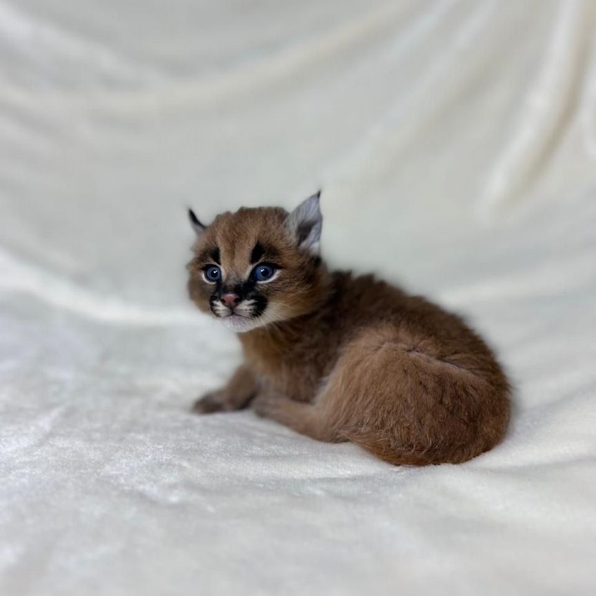 Мальчики каракеты