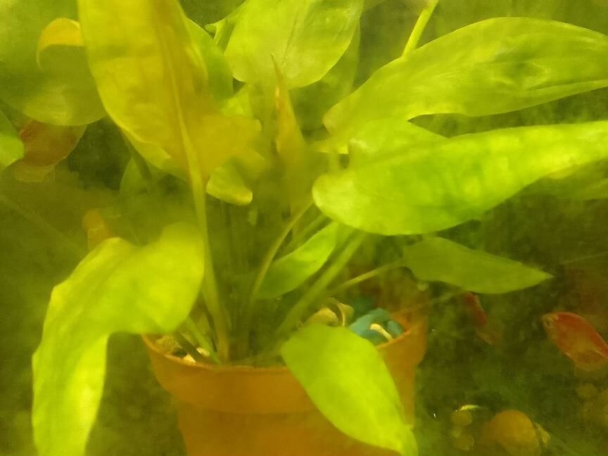 Аквариумное растение