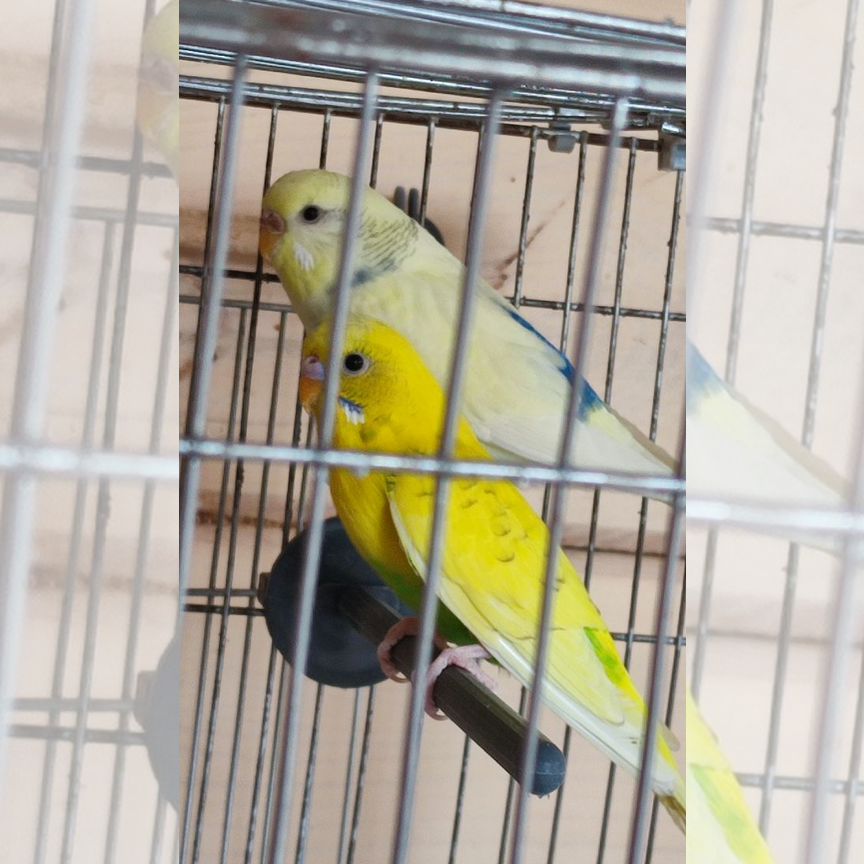 Волнистый попугай с клеткой