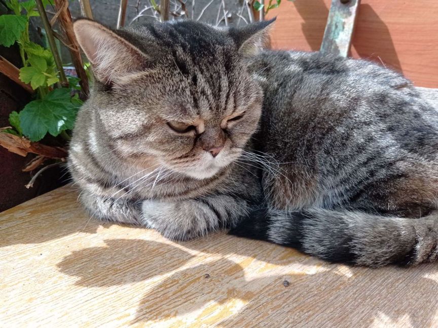 Британская короткошерстная кошка