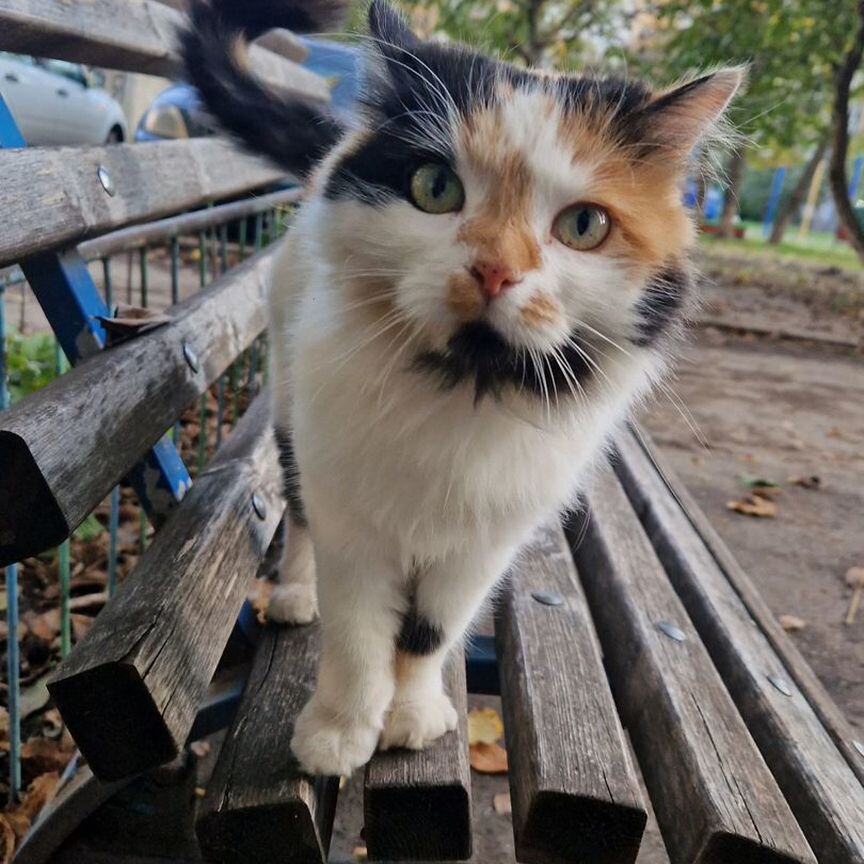 Ласковая кошечка трехцветная