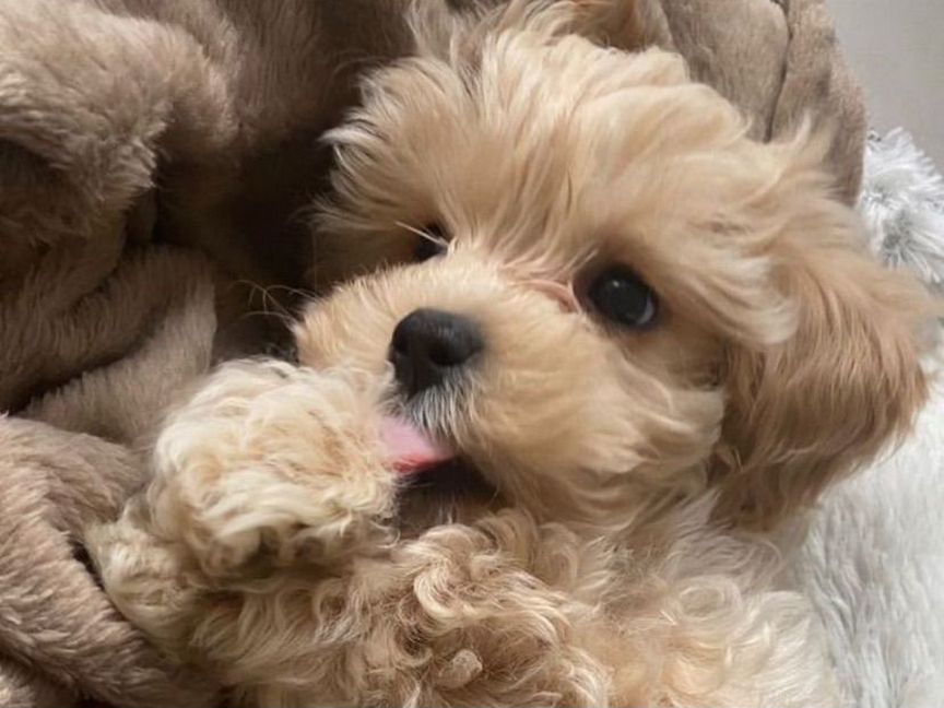 Мальтипу f1 мини