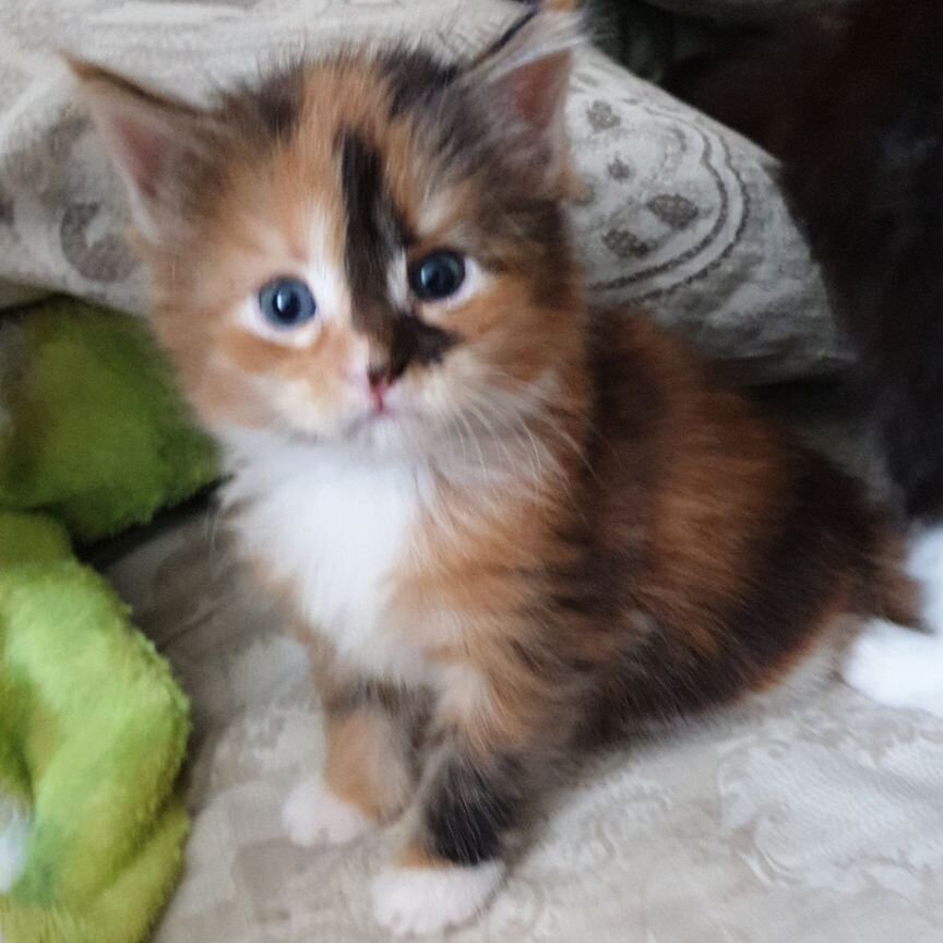 Котята мейн-кун