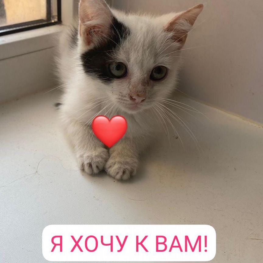 Котёнок маркиза, 2.5 мес., Белого окраса с чёрным