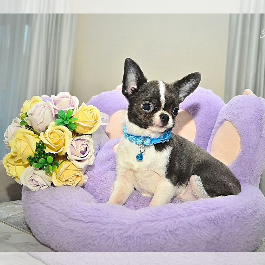 Чихуахуа, щенок