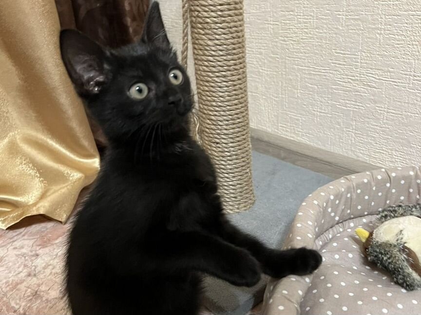 Черный котенок 2,5 месяца