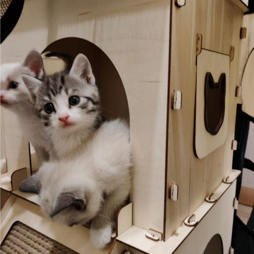 Котята