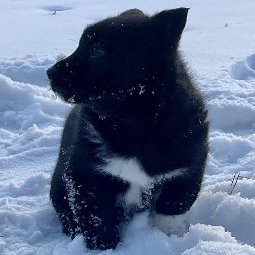 Щенок русско-европейской лайки