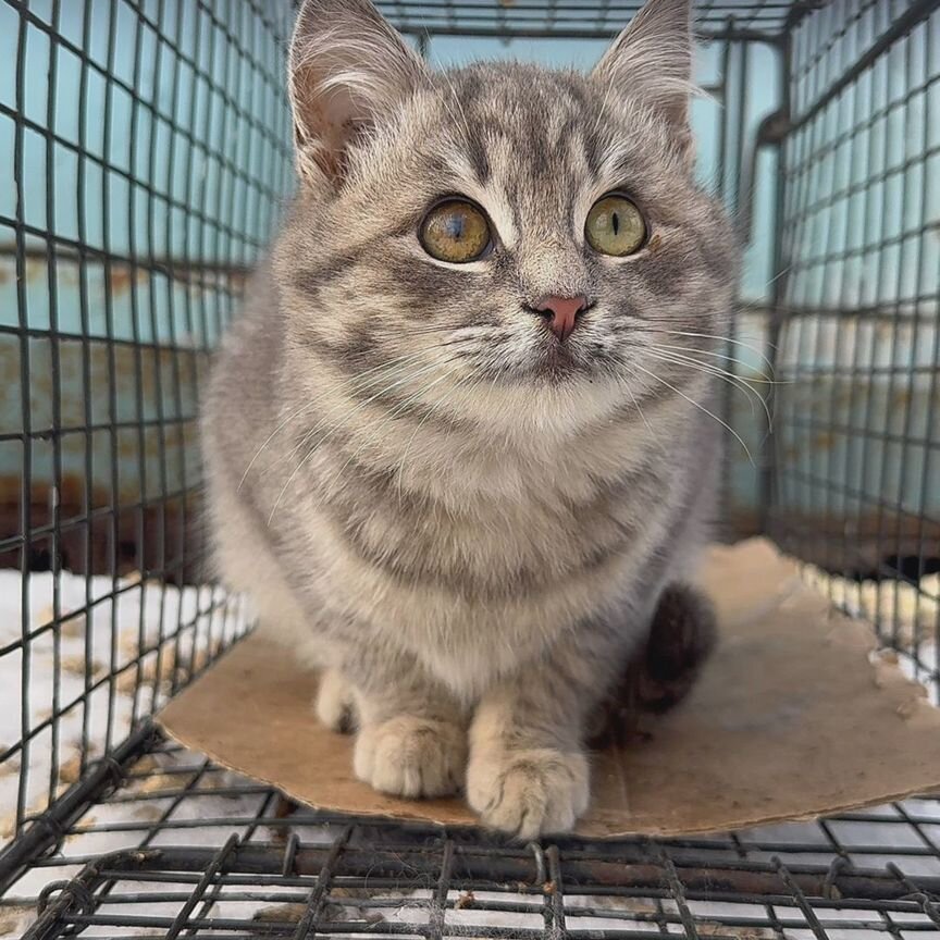 Кошечка -Подросток