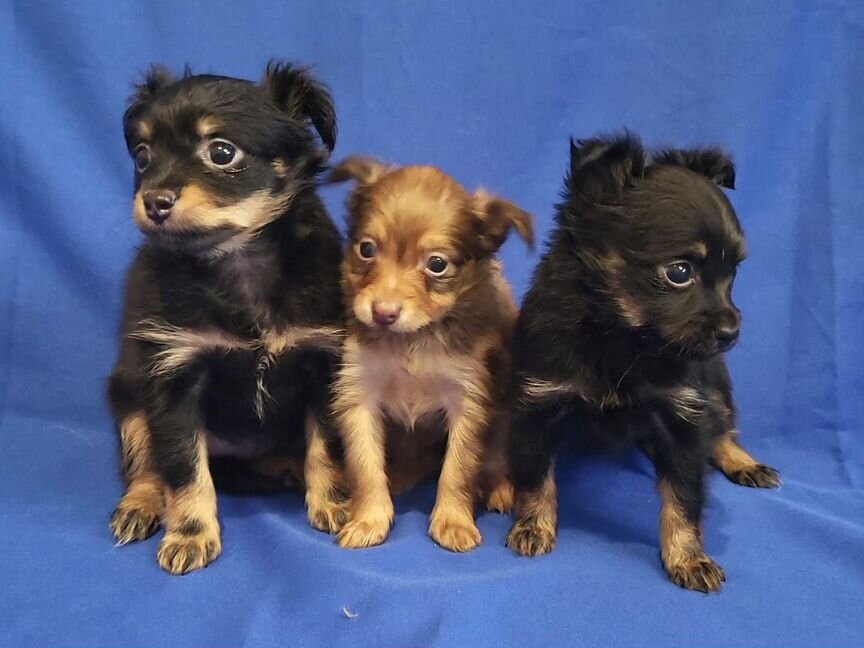 Щенки Русский той д. ш