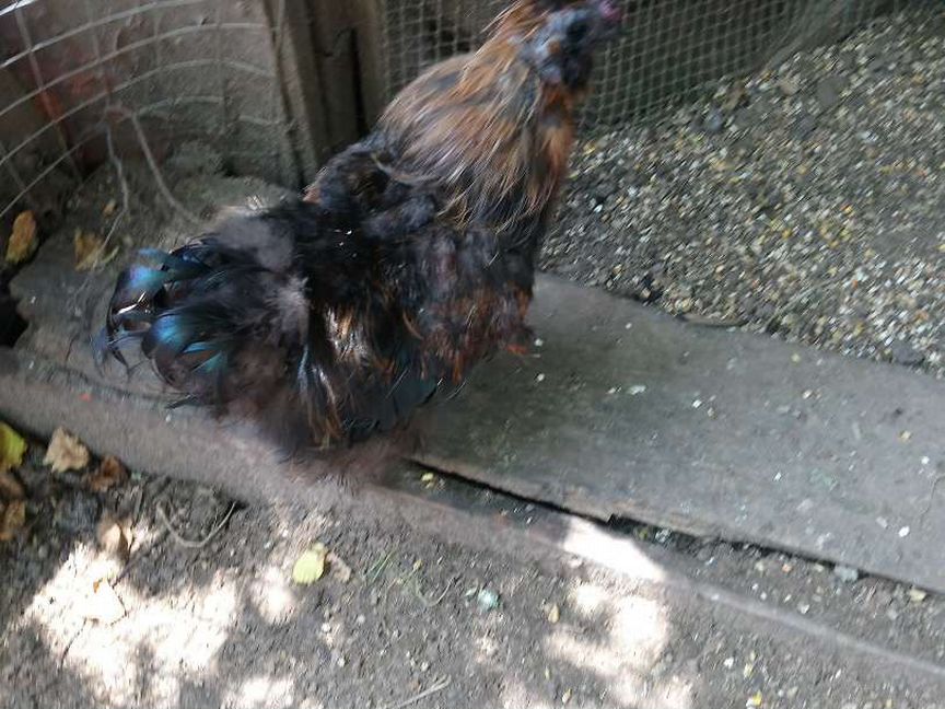 Петушок шолковый