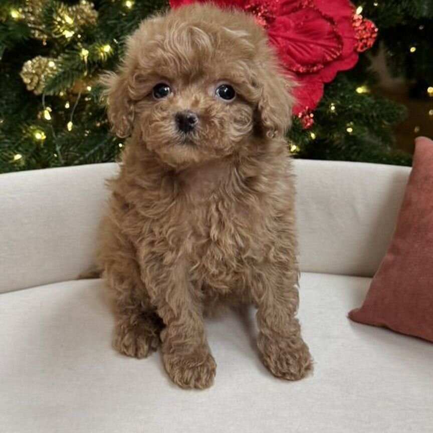 Той-пудель, щенок