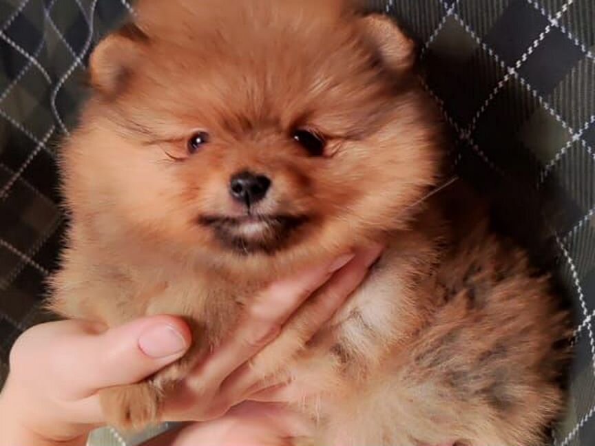 Милые щеночки шпица