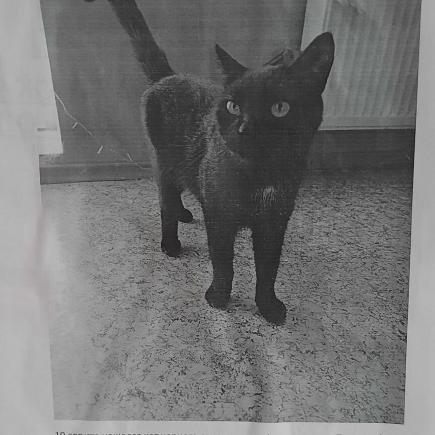 Найден кот на ул.Труда 61/2