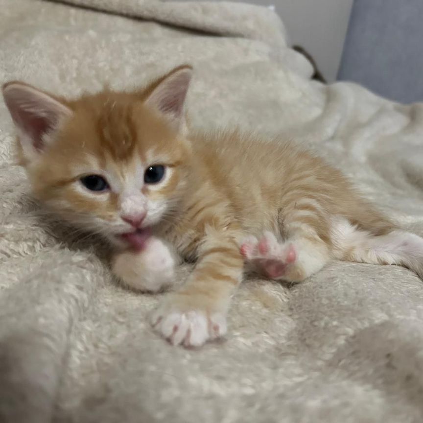 Котёнок девочка