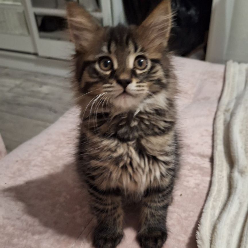 Котята мейнкуна