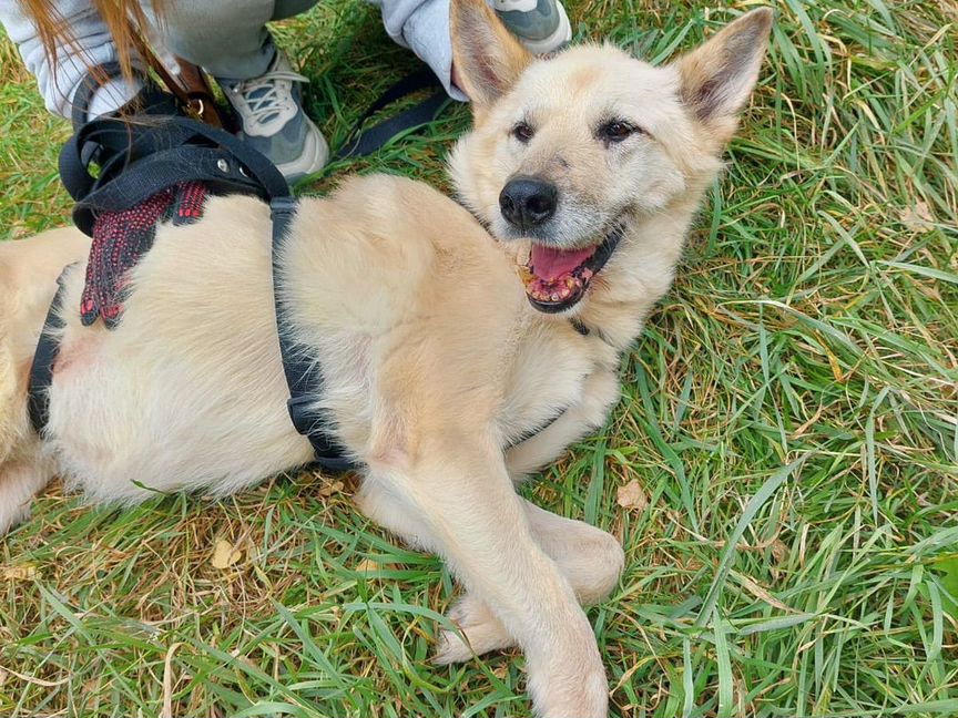 Балта умирает в приюте