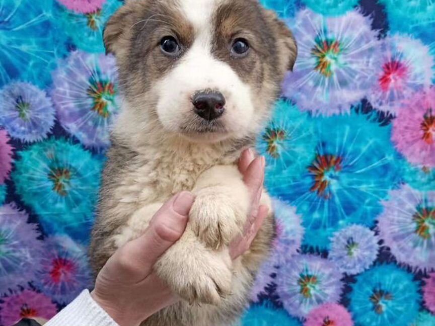 Прелестный Гамлет в добрые руки