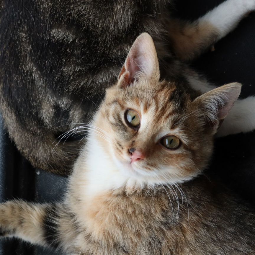 Котенок Тигра