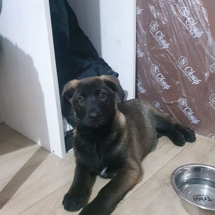 Щенок метис овчарки и лабрадора