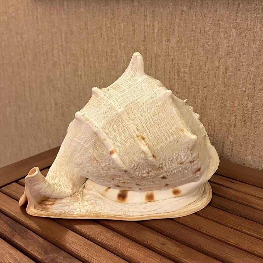 Большая Морская Ракушка