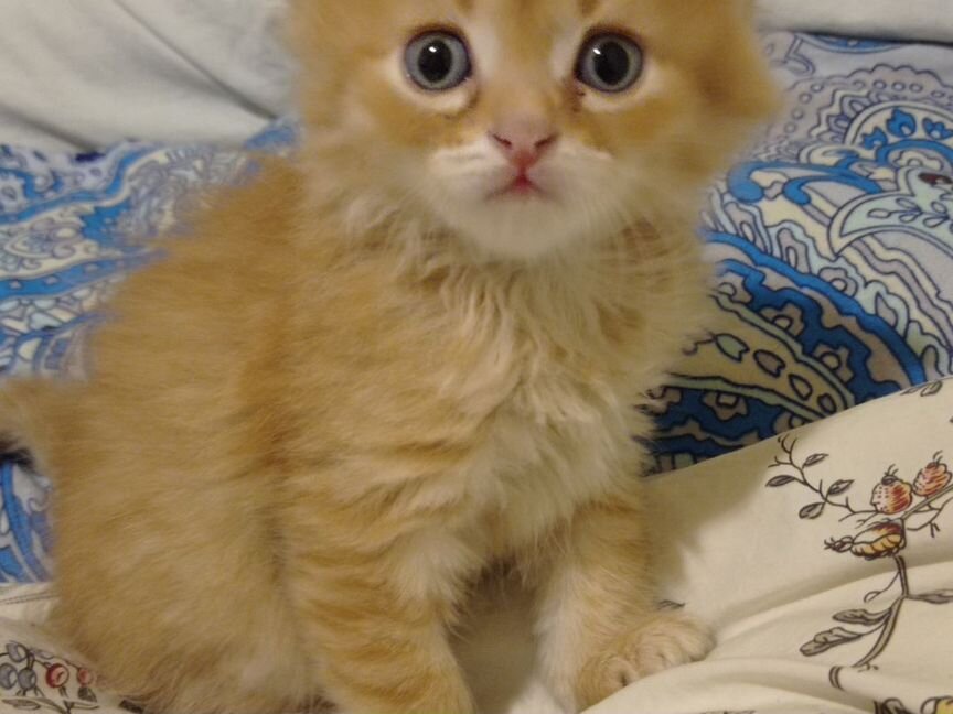 Рыжий котенок мальчик