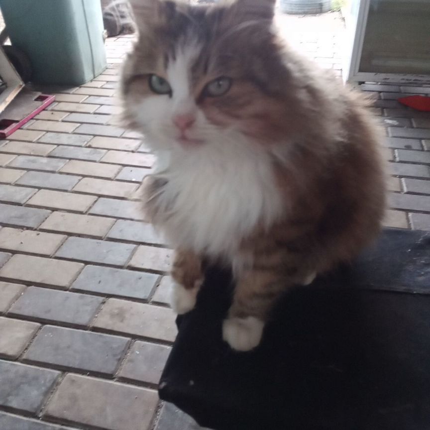 Курносая Соня