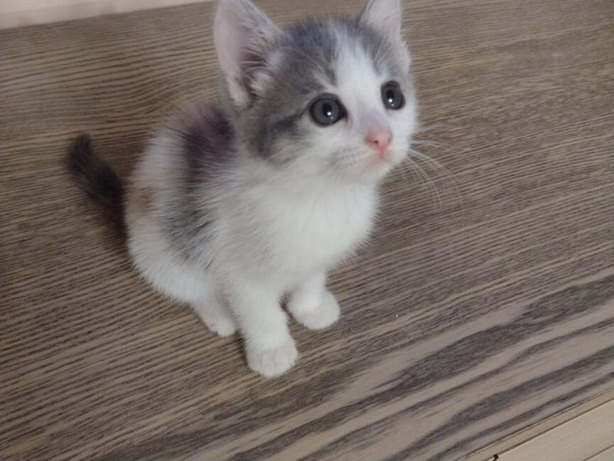 Котенок