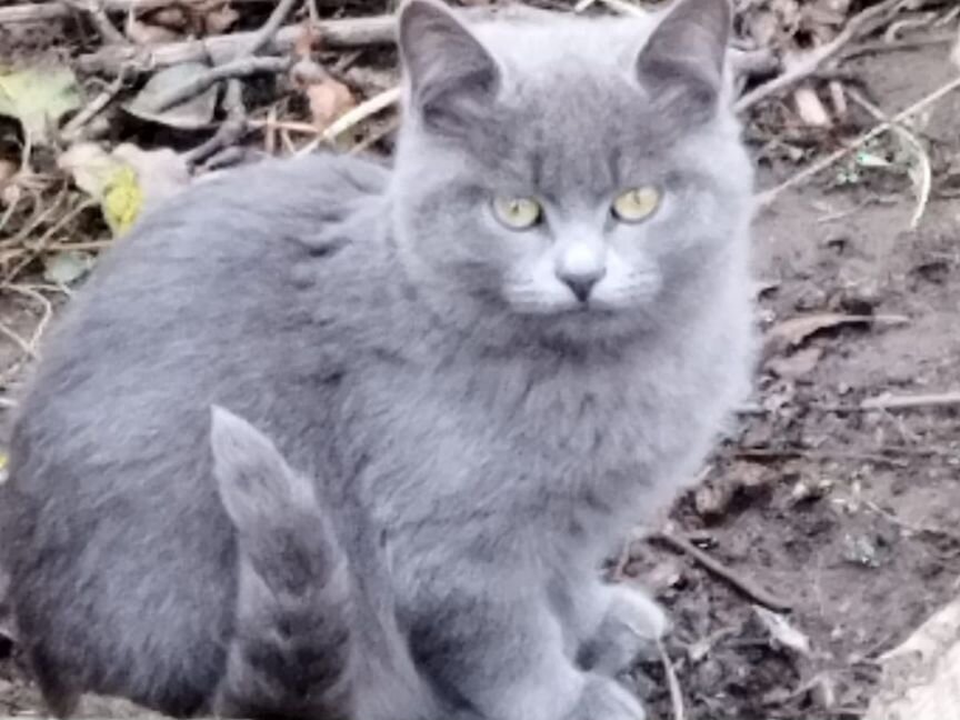 Котенок-подросток замерзает нужен временный дом