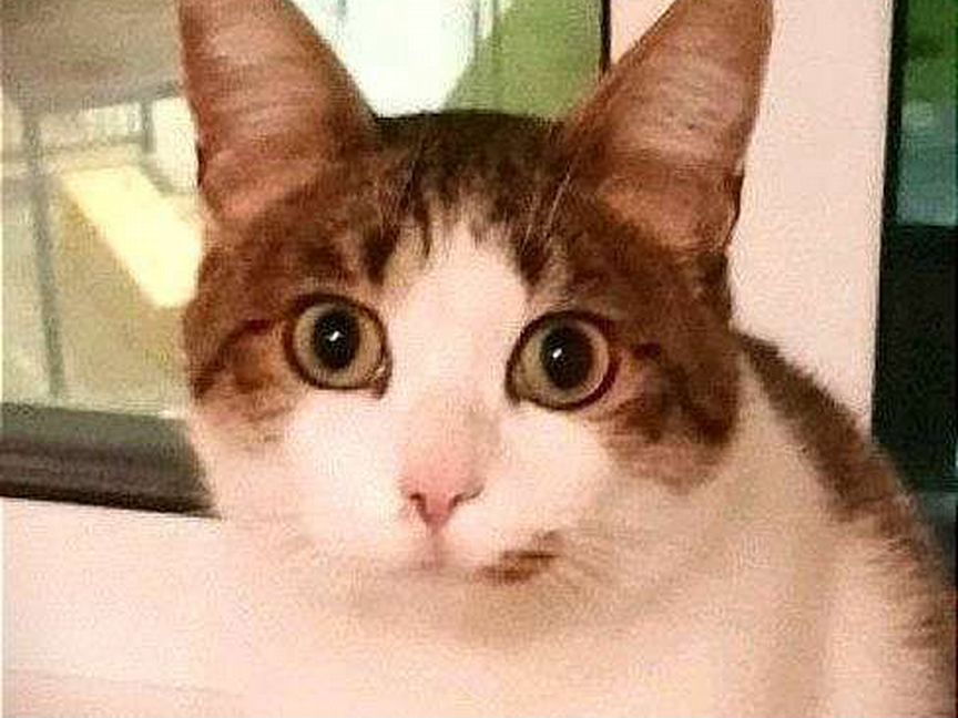 Ева 1,5 г, нежная и ласковая