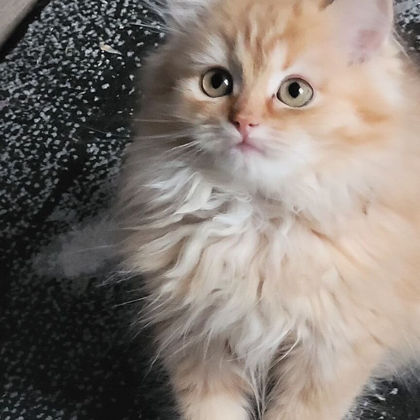 Сибирские котята