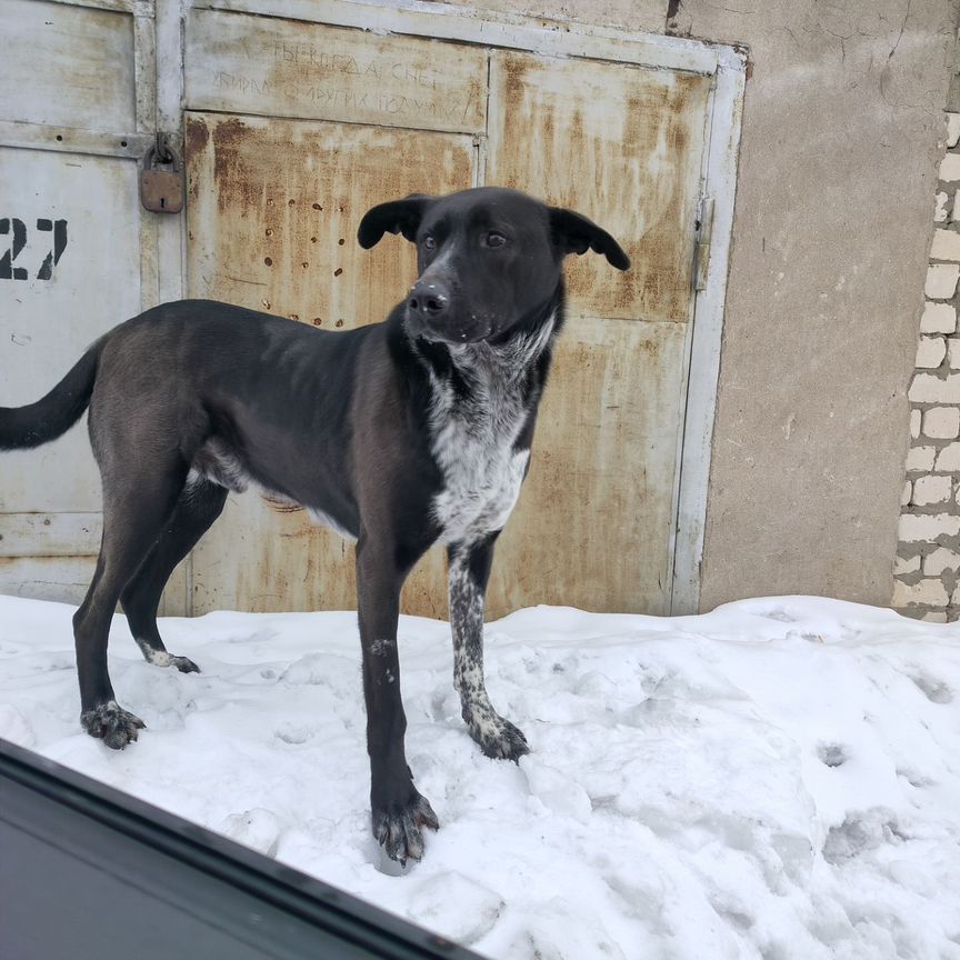 Взрослый пёс в добрые руки