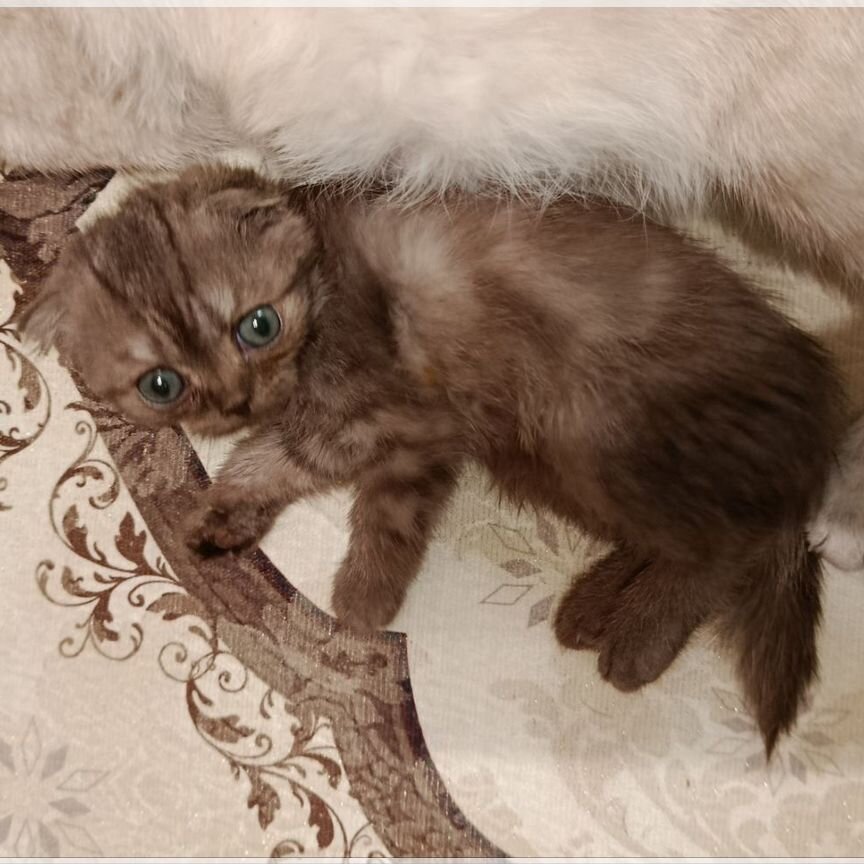 Шотландские вислоухие шоколадные