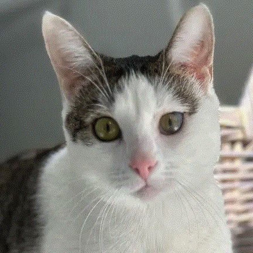 Европейская короткошёрстная, взрослая кошка