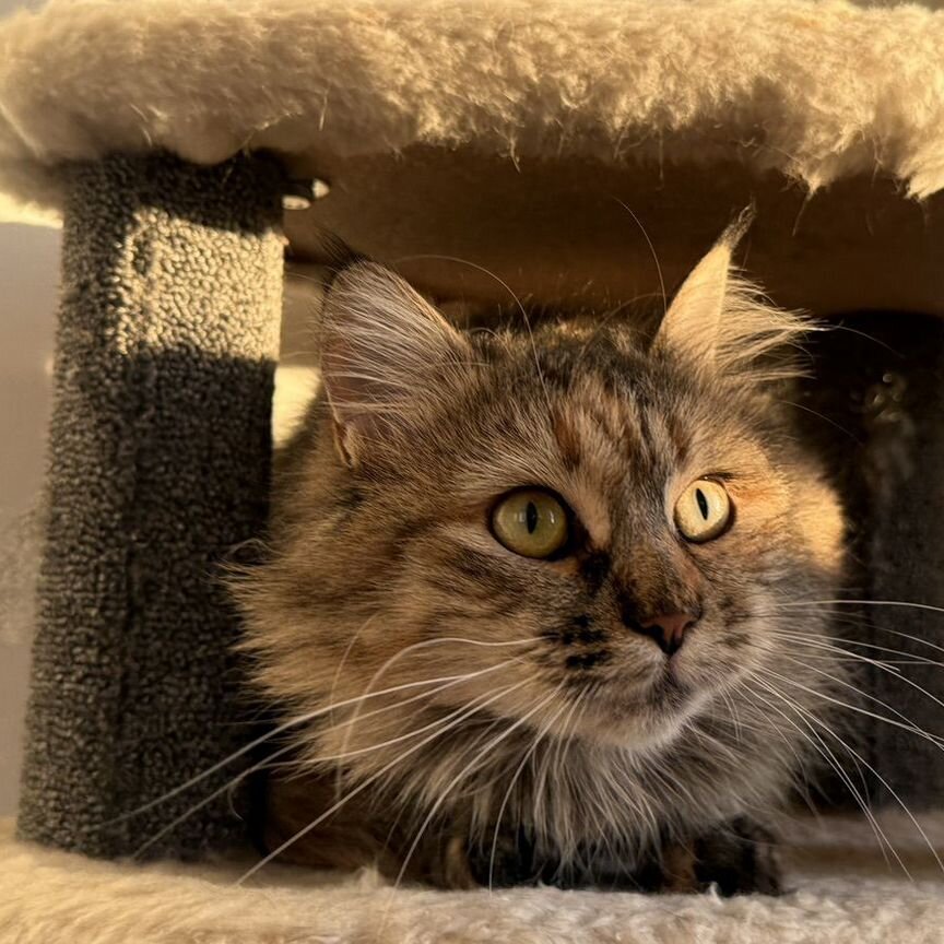 Сибирская кошка, взрослая