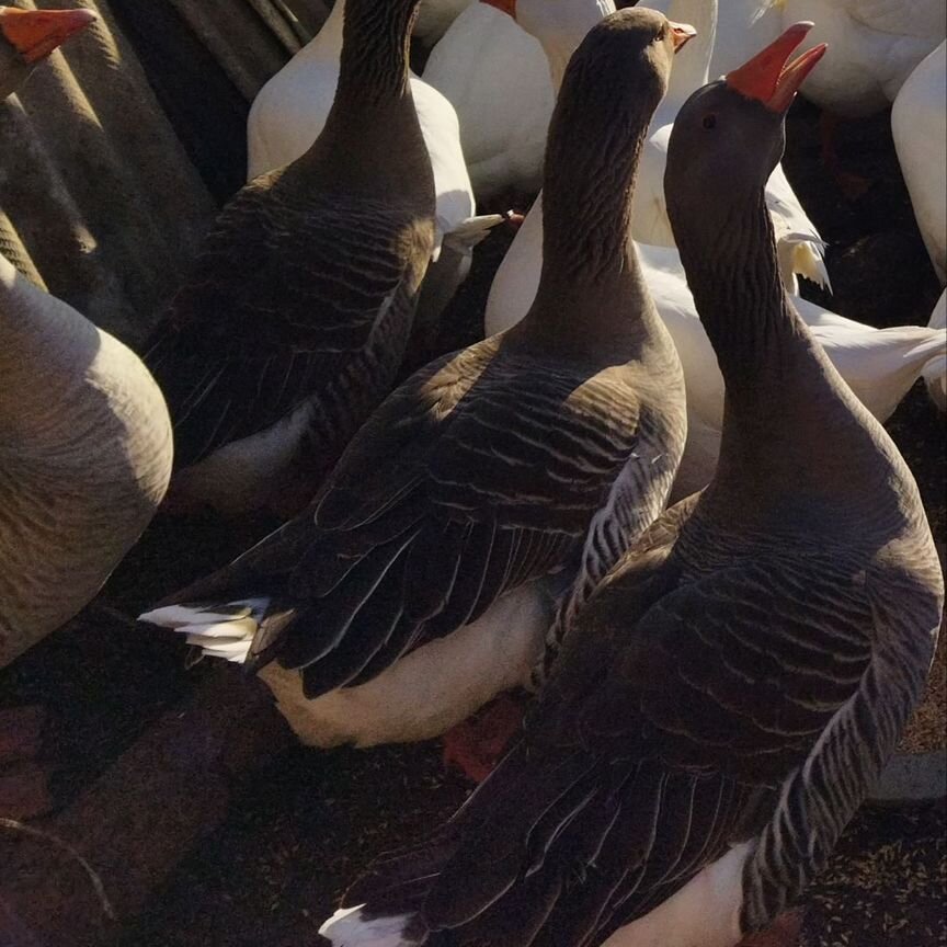 Домашняя птица